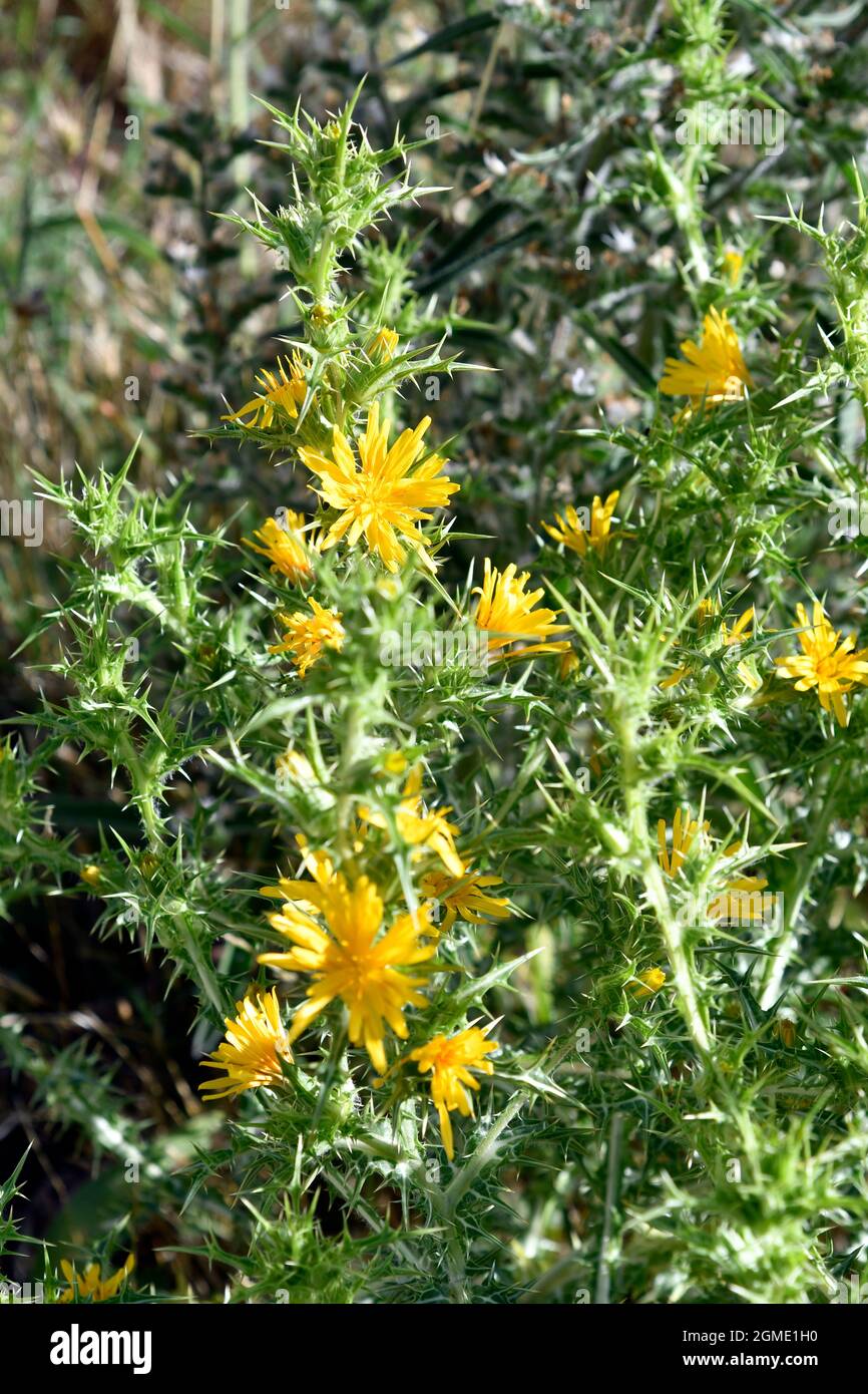 Greece, common golden thistle aka Spanish oyster thistle, known for ...