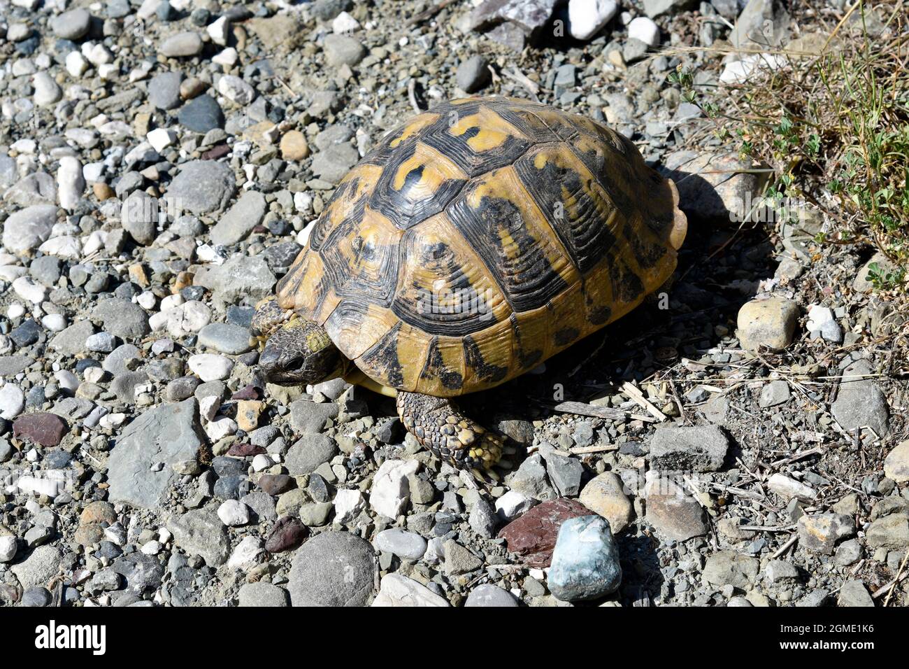 Mediterranean reptile hi-res stock photography and images - Alamy