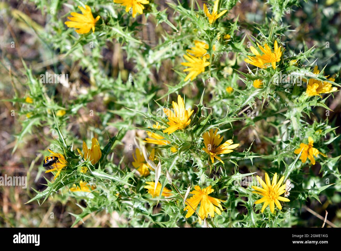 Greece, common golden thistle aka Spanish oyster thistle, known for ...