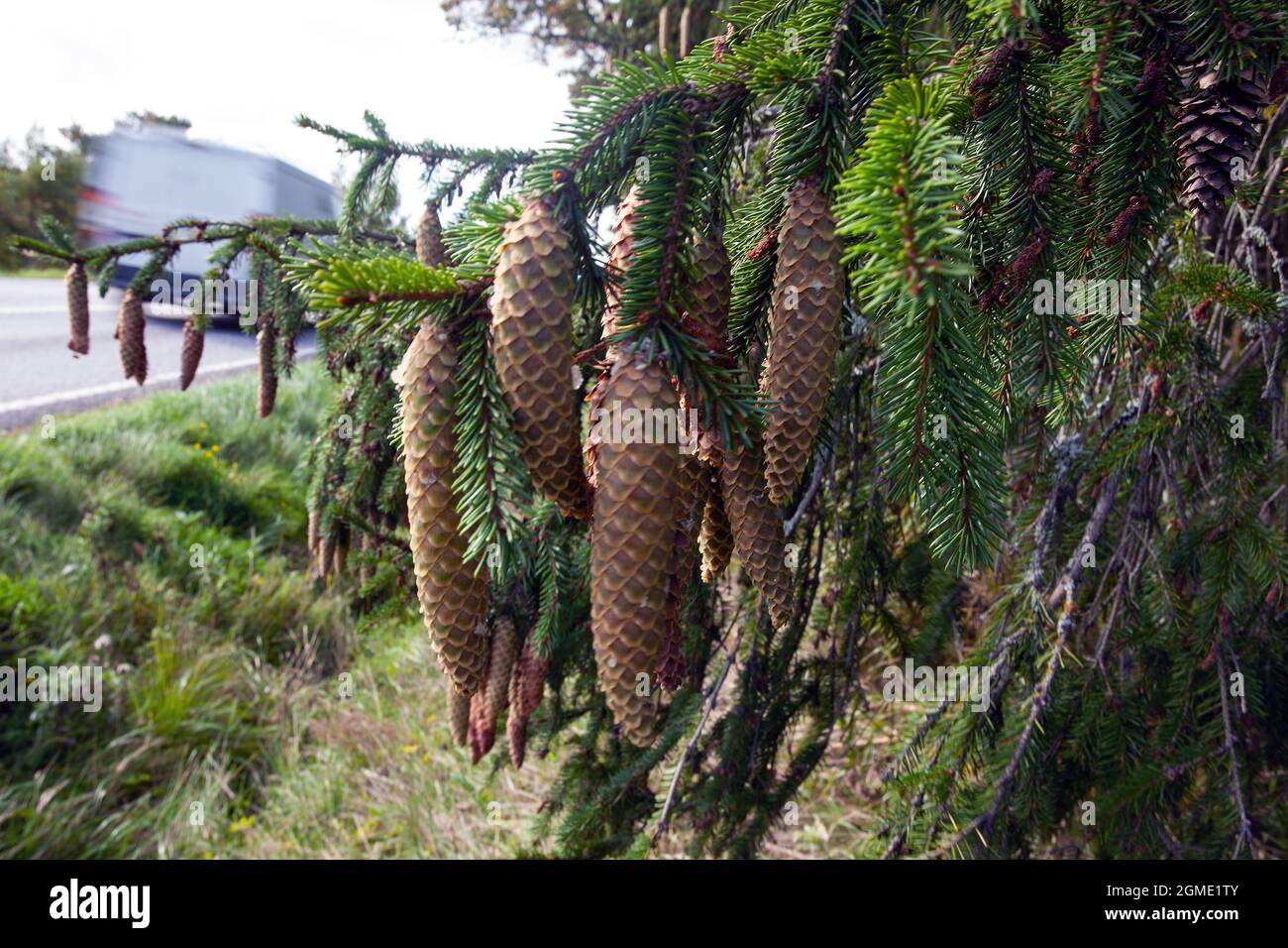 Norway Spruce, (Picea abies) cones Stock Photo - Alamy