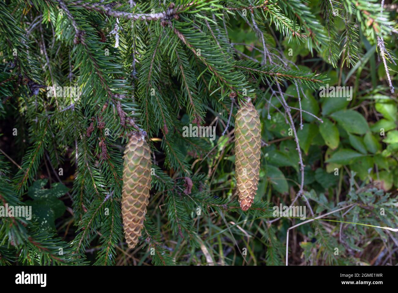 Norway Spruce, (Picea abies) cones Stock Photo - Alamy