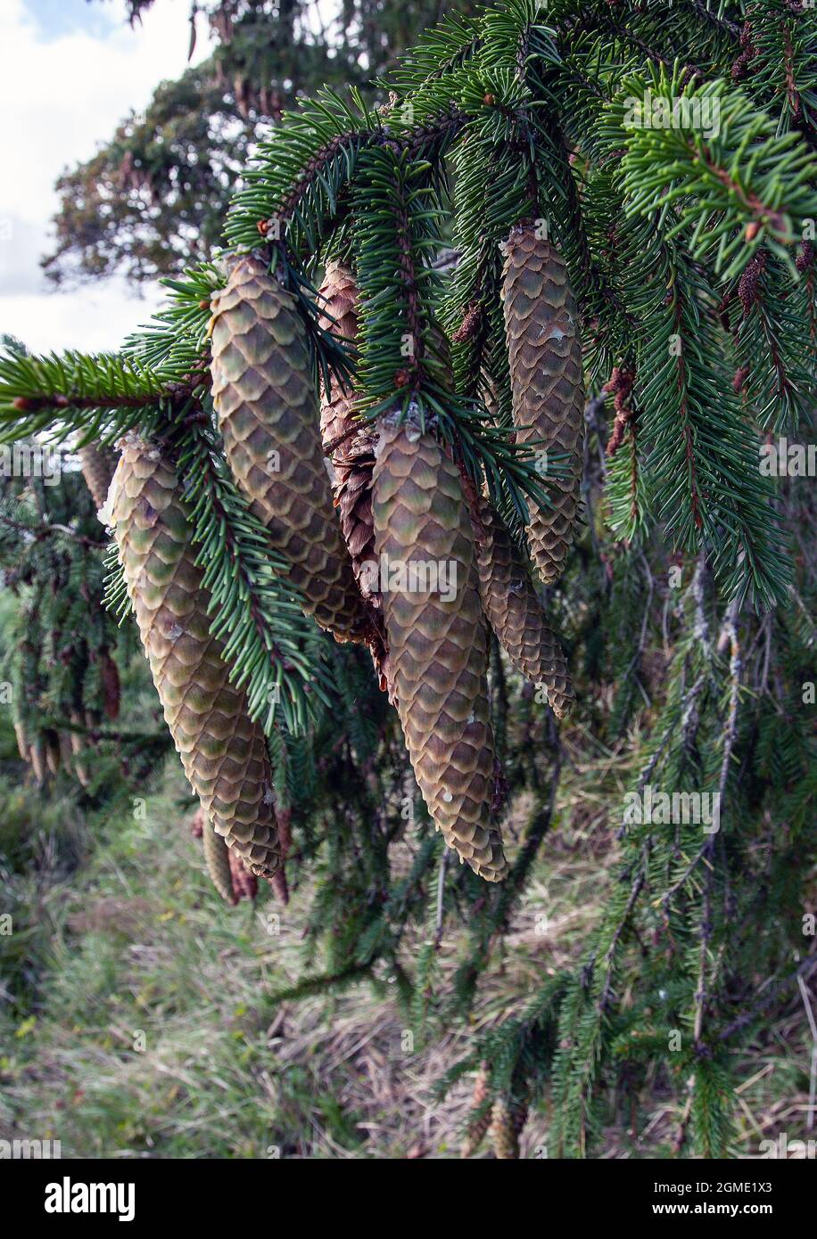 Norway Spruce, (Picea abies) cones Stock Photo - Alamy