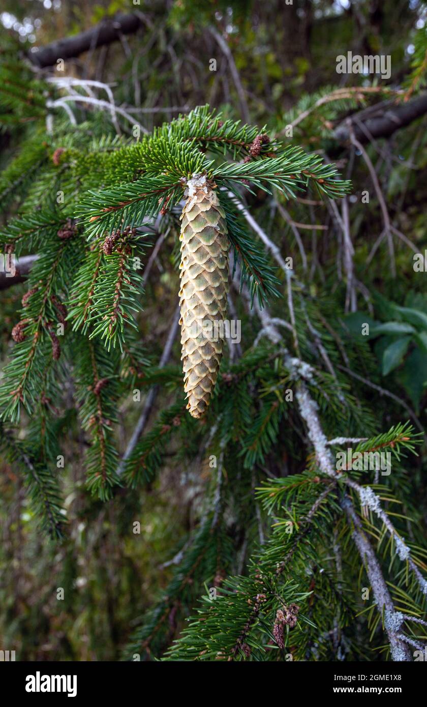 Norway Spruce, (Picea abies) cones Stock Photo - Alamy