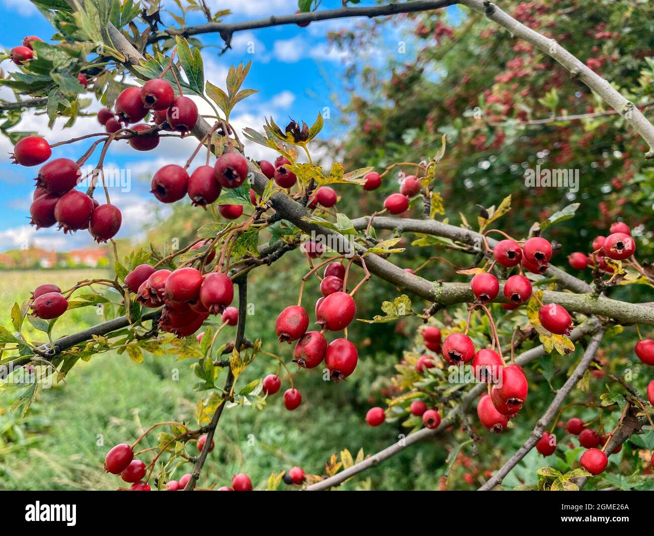 Red berries on a Hawthorn Bush in a hedgerow in the United Kingdom ...