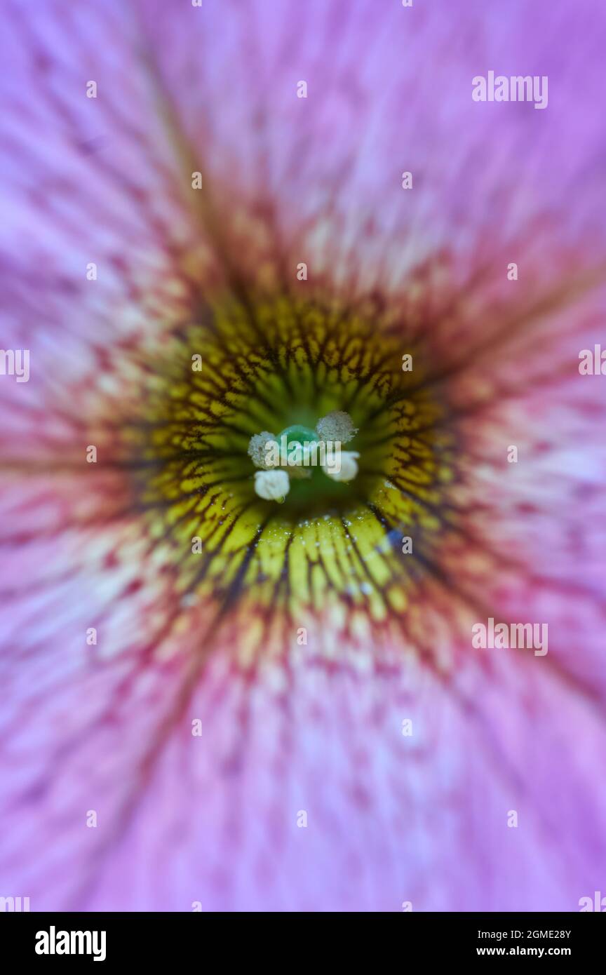 Petuinia hi-res stock photography and images - Alamy