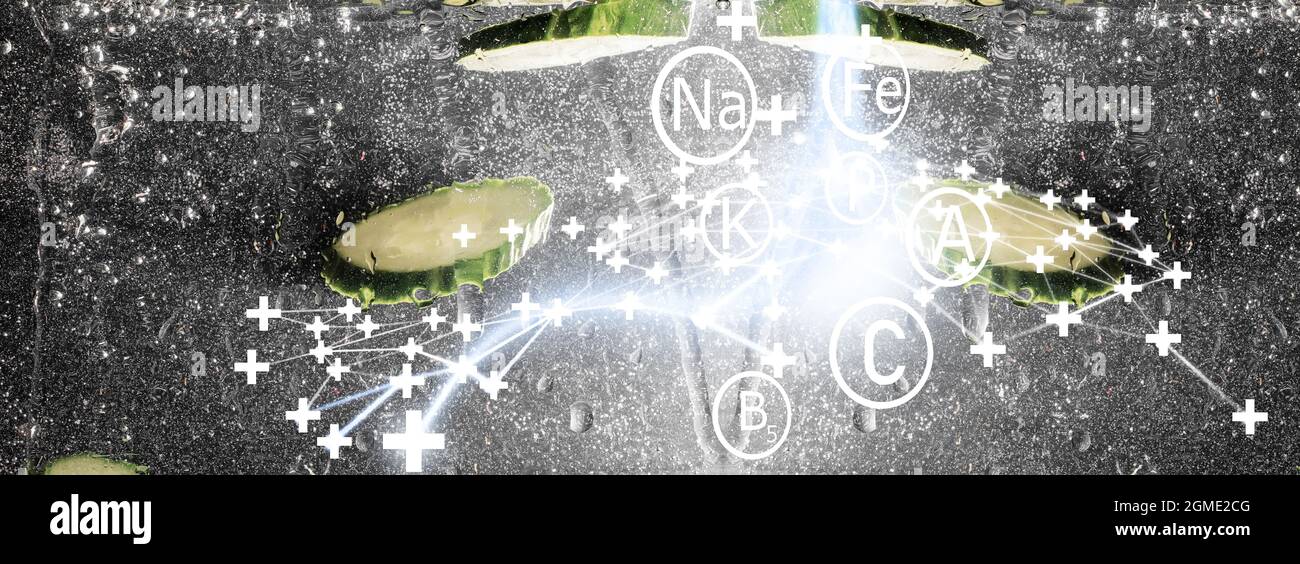 Water drops on ripe cucumber. Fresh vegetables background with copy ...