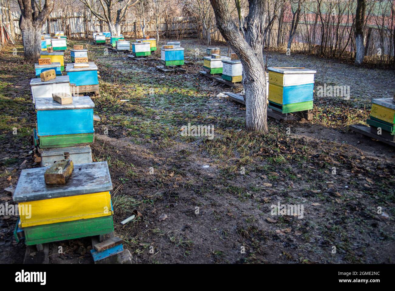row of old yellow and blue hives on old apiary. large apiary to remove ...