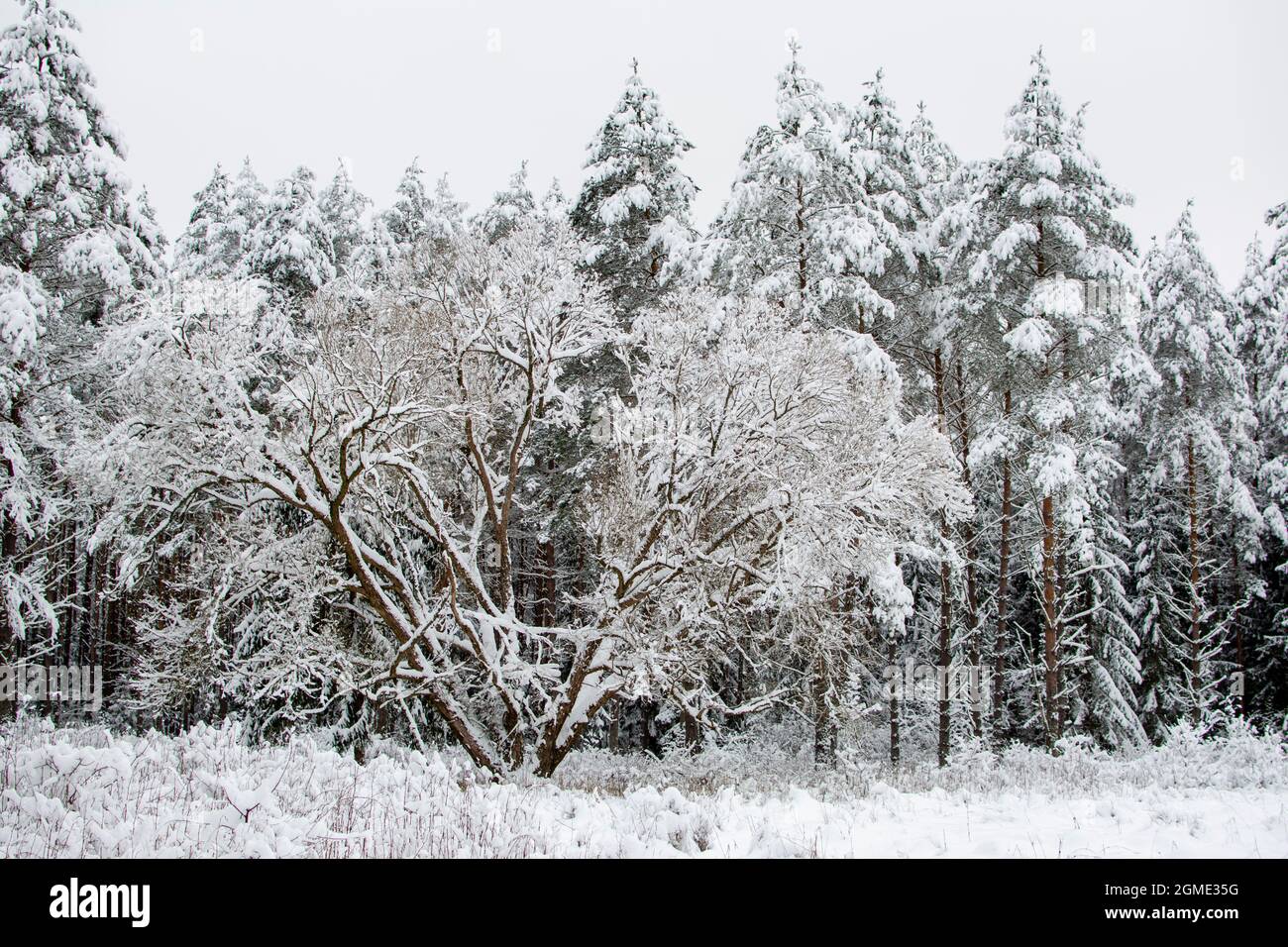 Winter landscape. Snow-covered trees. Coniferous forest shrouded in ...