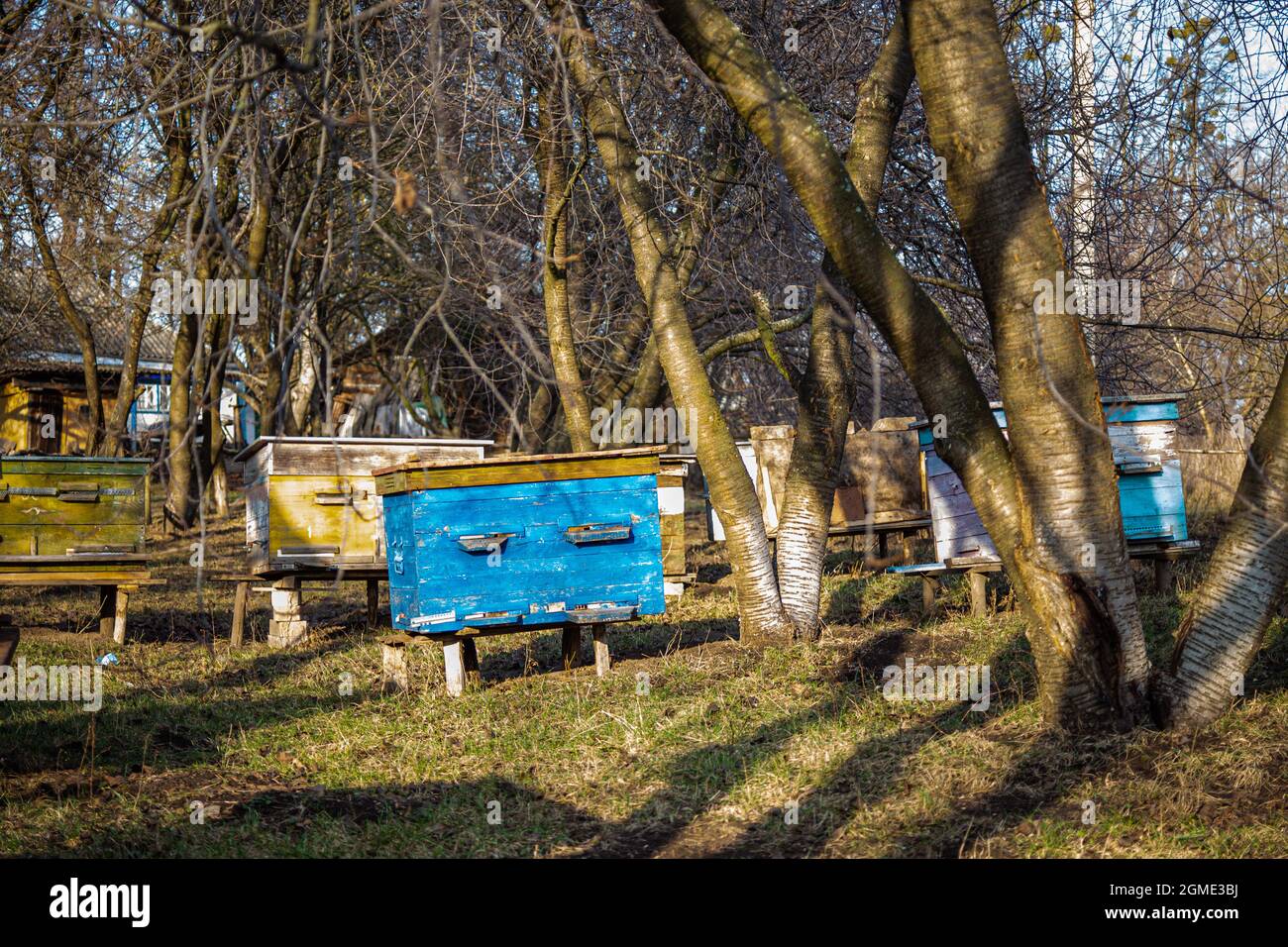 Painting hives with different colors to better target bees when ...