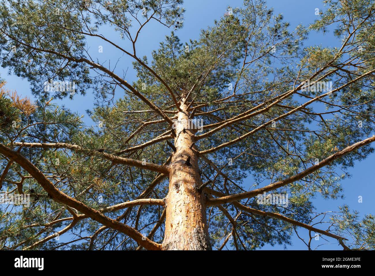 Pine tree, bottom view of tall old tree with sunlight. Blue sky in the ...