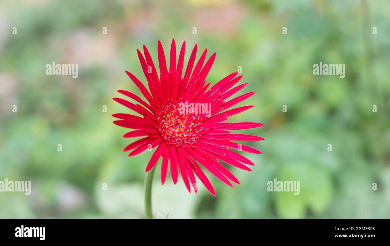 Babandesiya flowers hi-res stock photography and images - Alamy