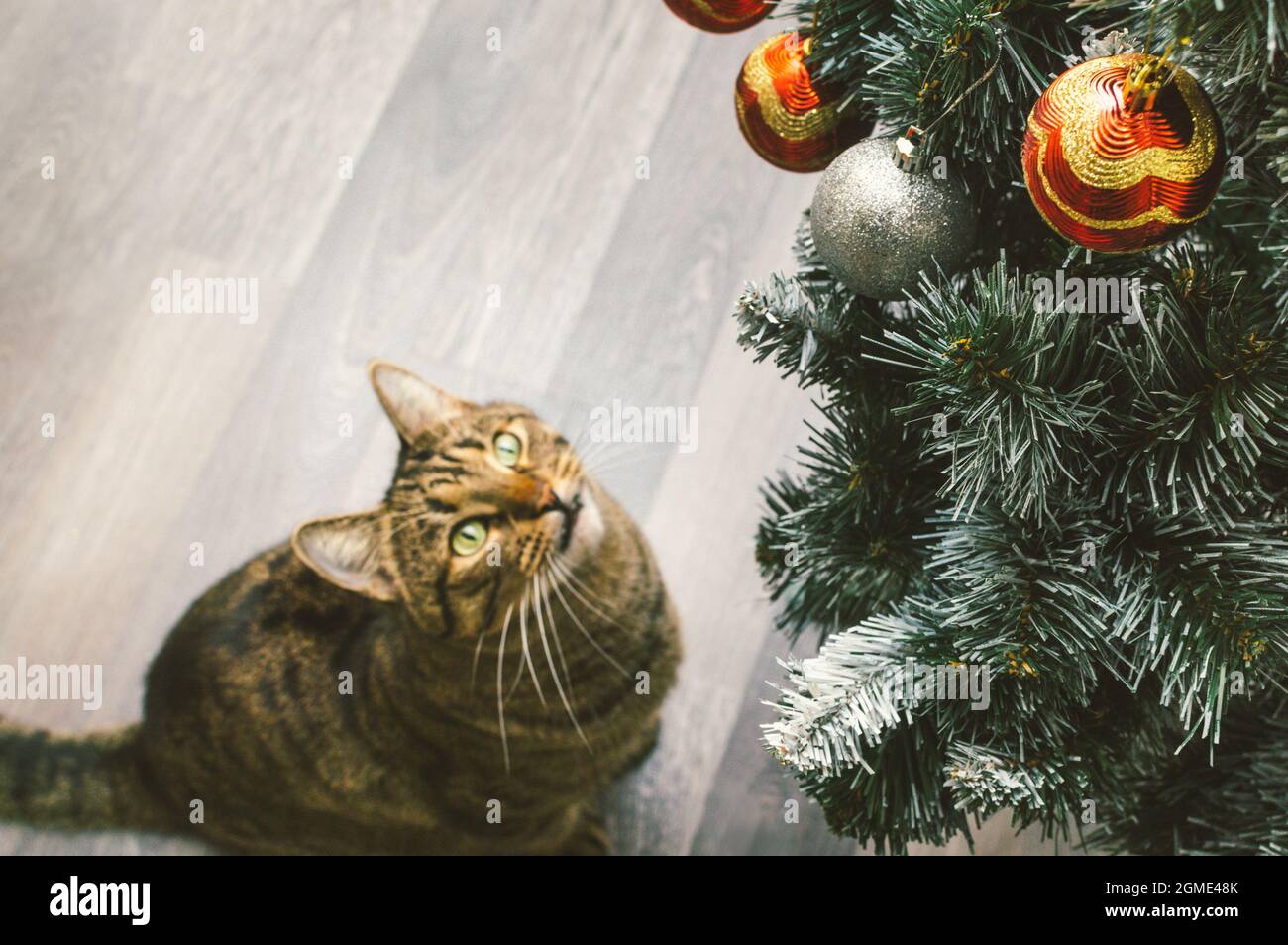 Cat under the xmas tree hi-res stock photography and images - Alamy
