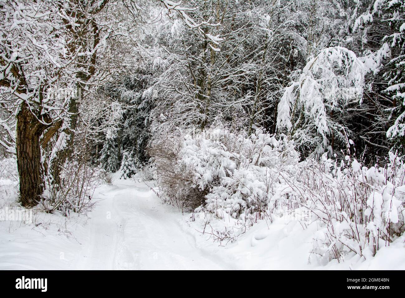Snowfall Forest Scene Cold Winter Weather Snowy Trees Landscape Stock ...