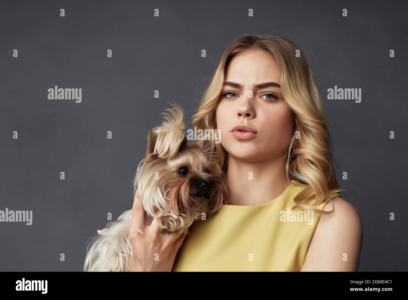 blonde a small dog pet fun isolated background Stock Photo - Alamy