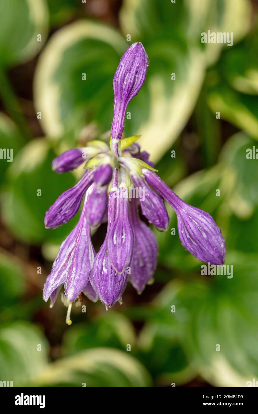Flowering Hosta ventricosa, blue plantain lily, murasaki-giboshi ...
