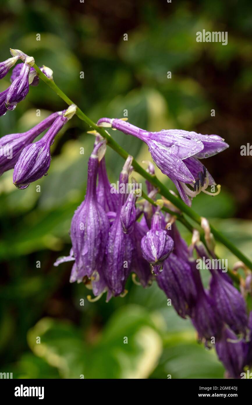Flowering Hosta ventricosa, blue plantain lily, murasaki-giboshi ...