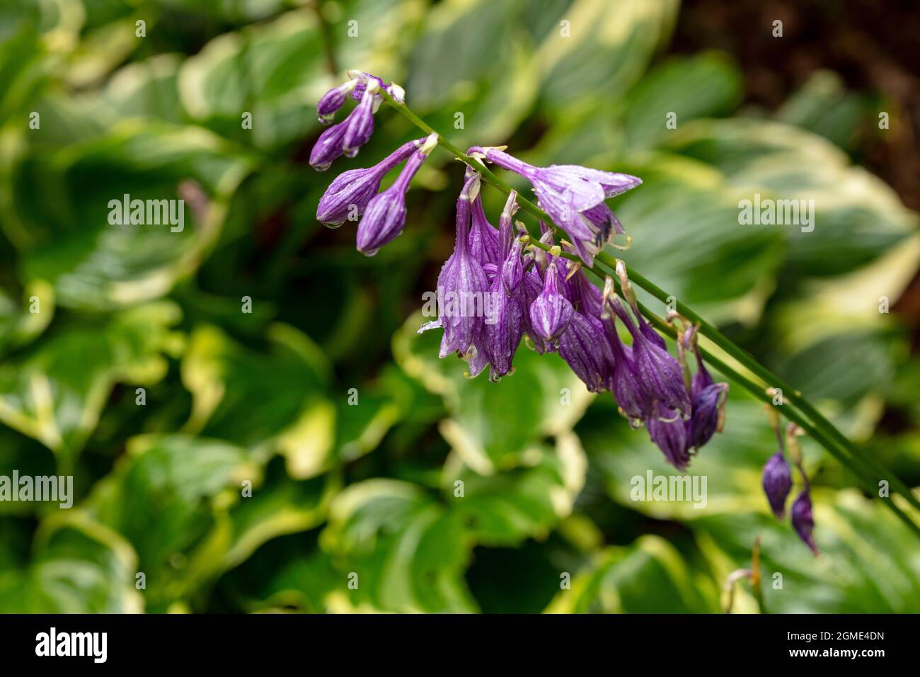 Flowering Hosta ventricosa, blue plantain lily, murasaki-giboshi ...
