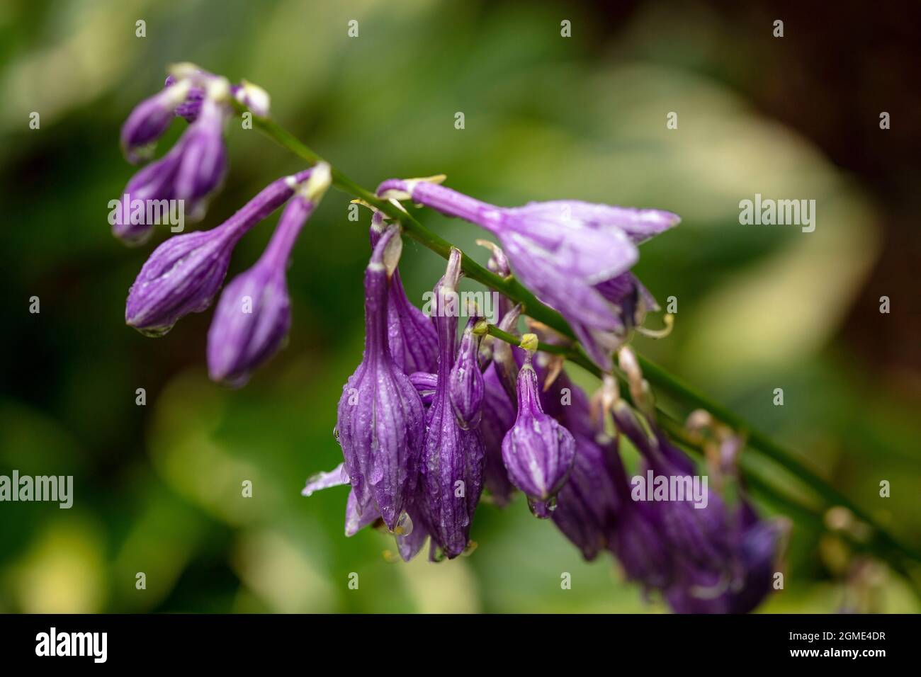 Flowering Hosta ventricosa, blue plantain lily, murasaki-giboshi ...