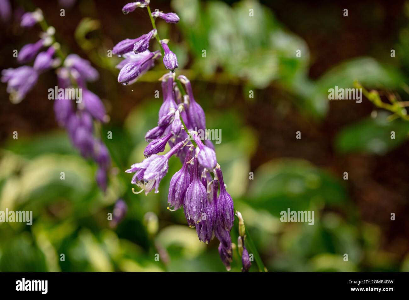 Flowering Hosta ventricosa, blue plantain lily, murasaki-giboshi ...