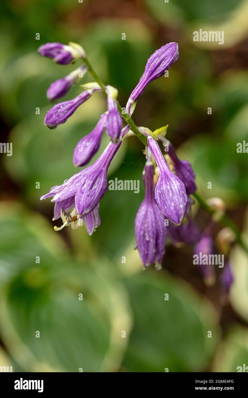 Flowering Hosta ventricosa, blue plantain lily, murasaki-giboshi ...