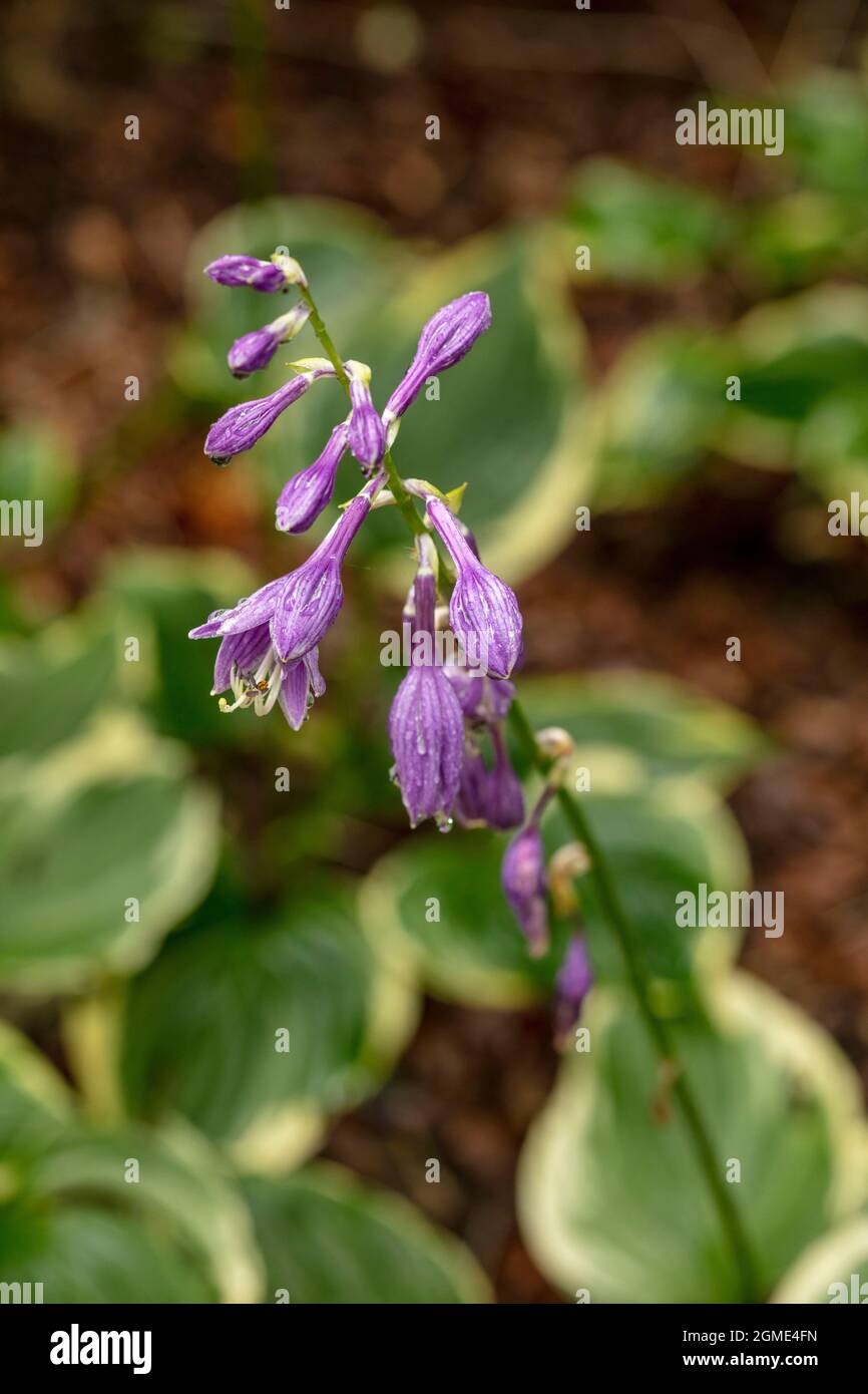 Flowering Hosta ventricosa, blue plantain lily, murasaki-giboshi ...