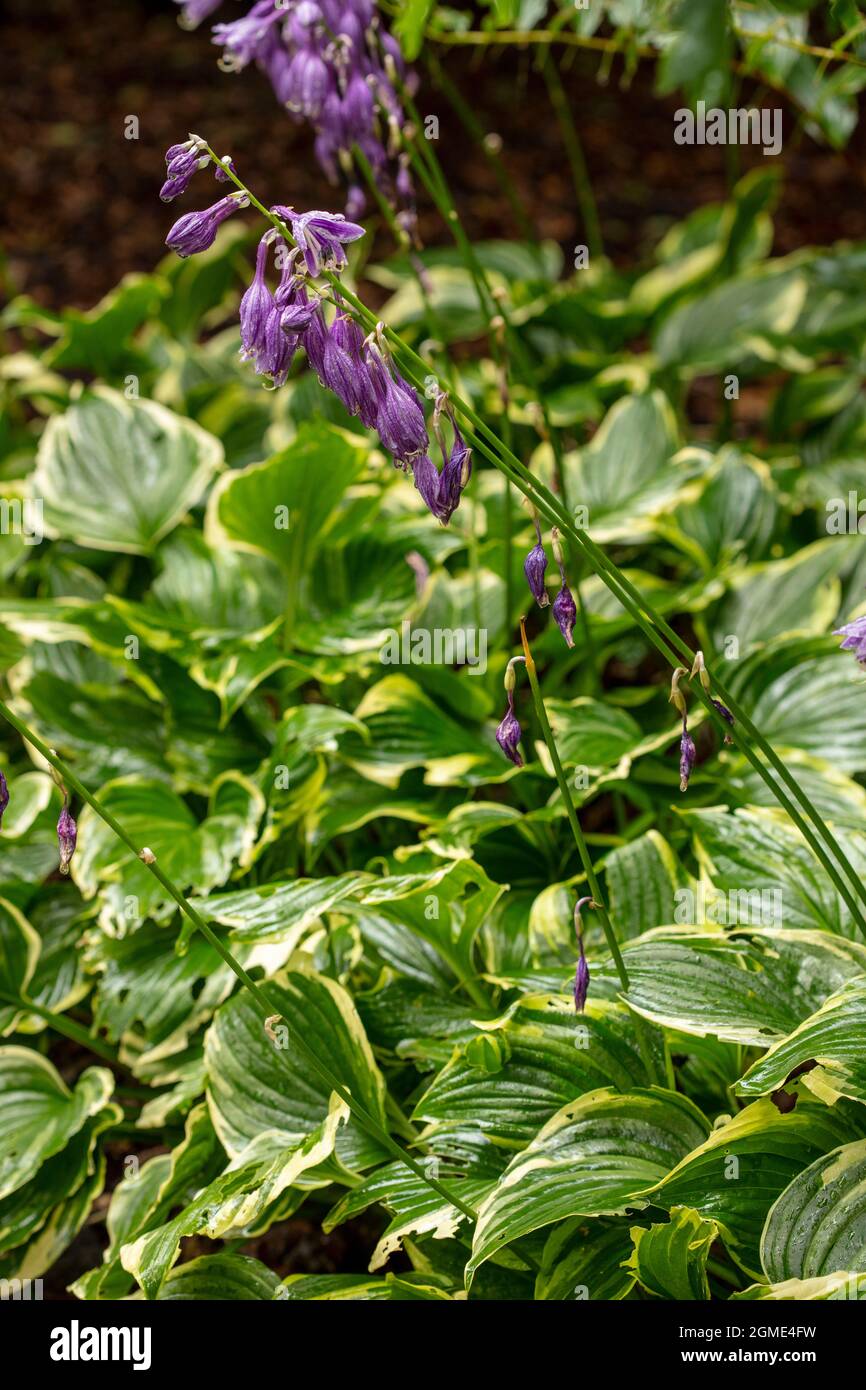 Flowering Hosta ventricosa, blue plantain lily, murasaki-giboshi ...