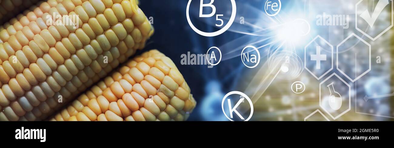 Freshly made fragrant ear of corn with salt. Farm snack fresh corn ...