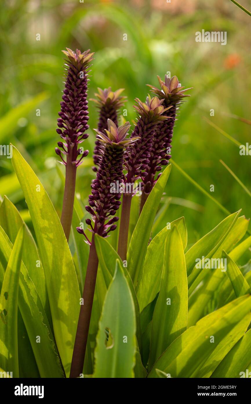 Unusual Eucomis 'Zeal Bronze’, pineapple lily 'Zeal Bronze’ flowering, natural plant portrait ...