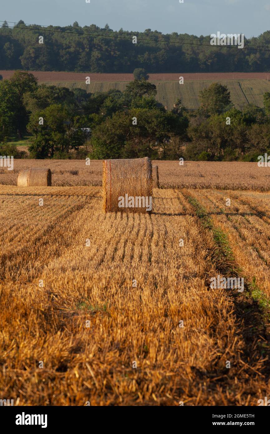 Hay roll stacked in the industrial field Stock Photo - Alamy