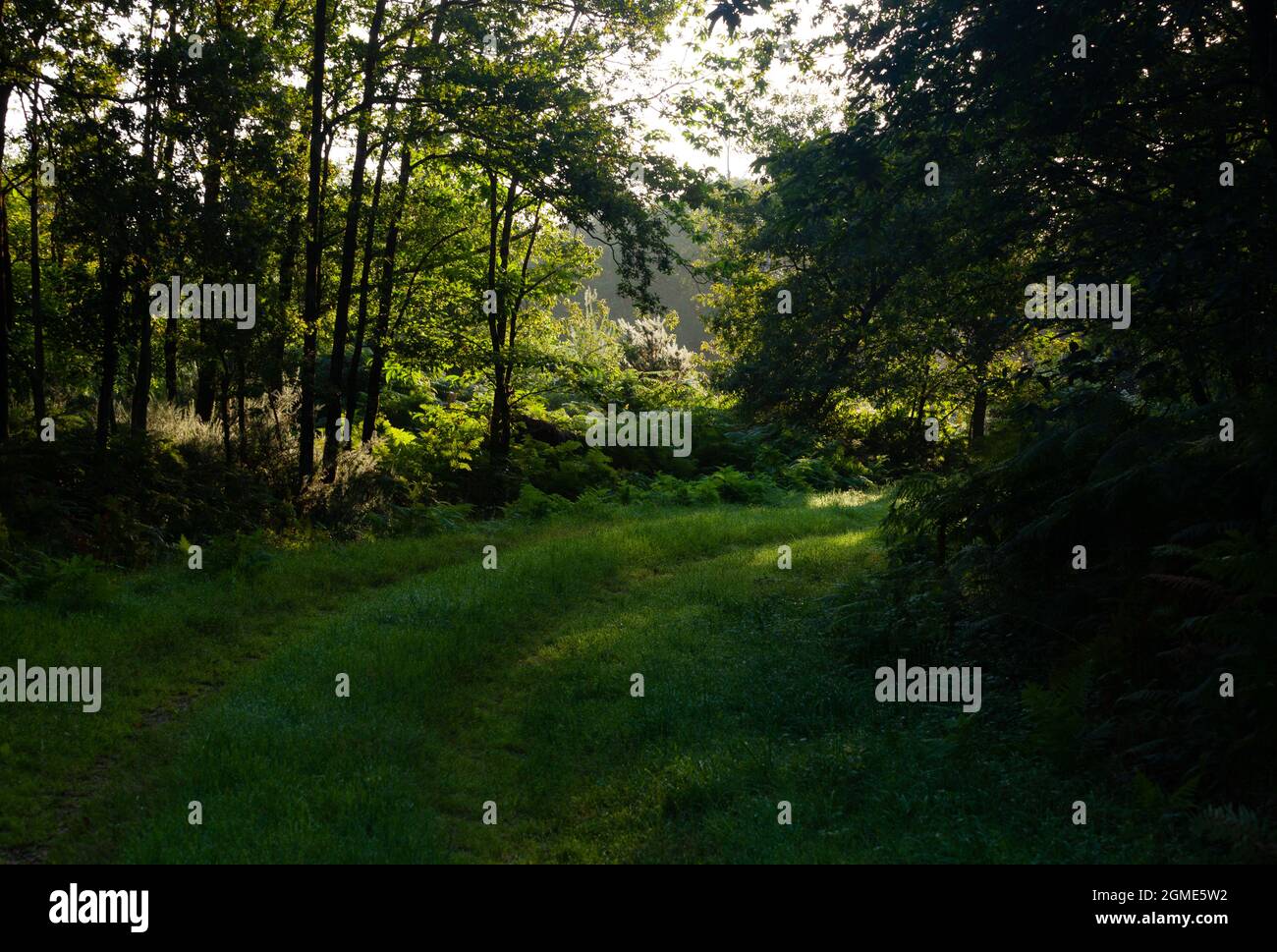 Green woody terrain with deciduous trees protecting from sunlight Stock ...