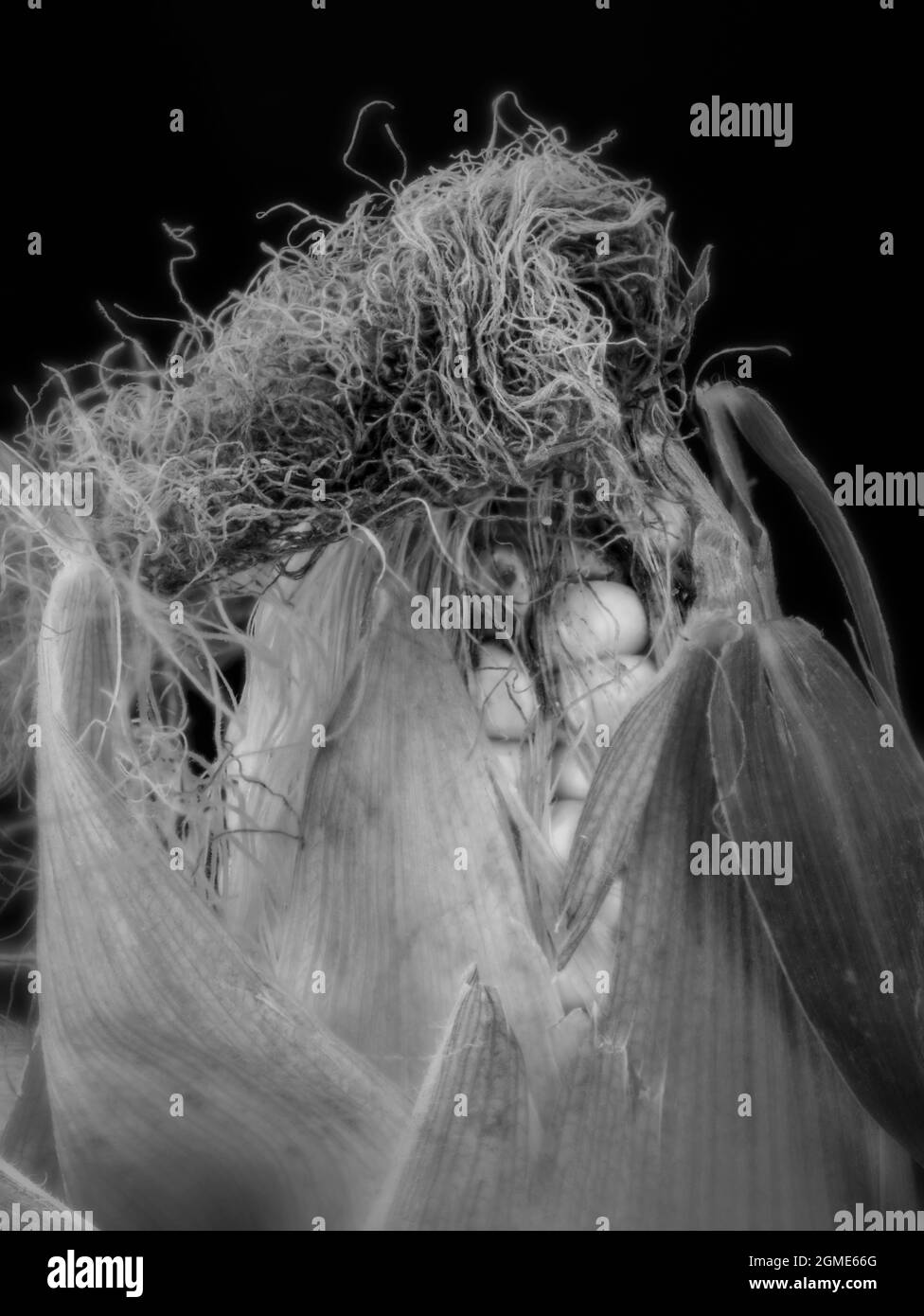 Maize stalk Black and White Stock Photos & Images - Alamy