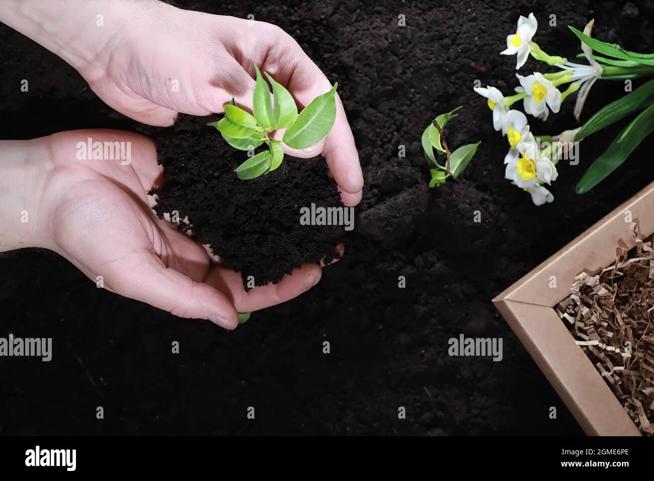Green sprout on the ground. Spring concept. Seedlings in ground ...