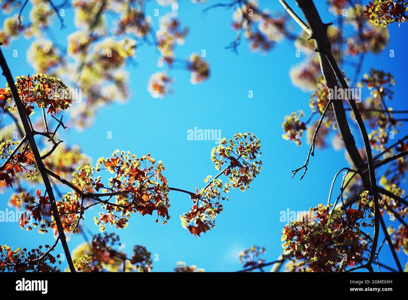 Bright spring greens at dawn in the forest. Nature comes to life in ...