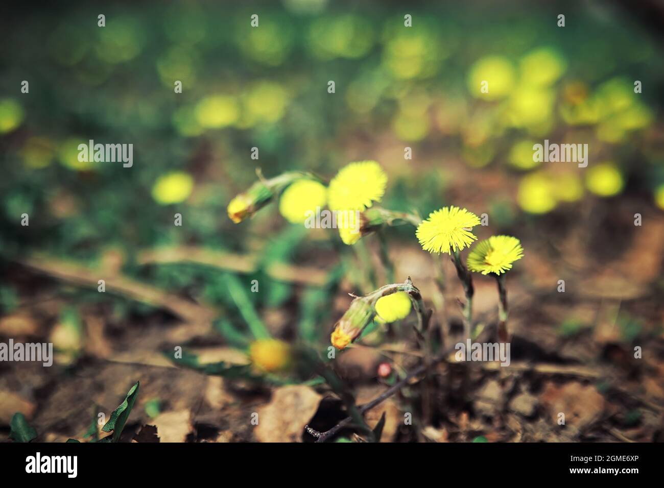 Bright spring greens at dawn in the forest. Nature comes to life in ...