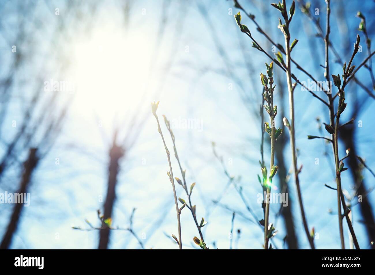 Bright spring greens at dawn in the forest. Nature comes to life in ...