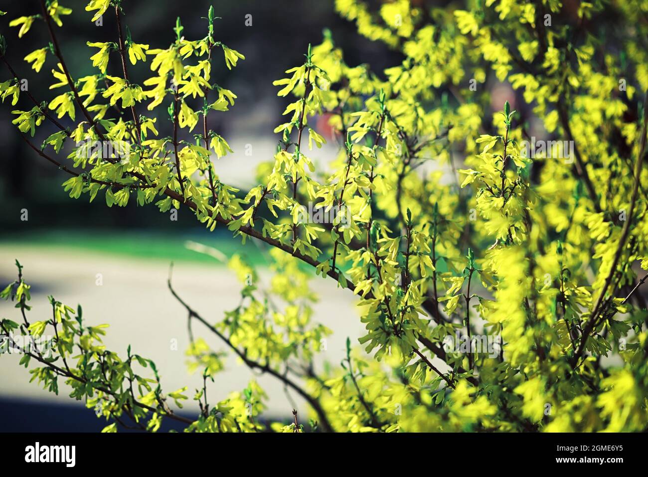 Bright spring greens at dawn in the forest. Nature comes to life in ...