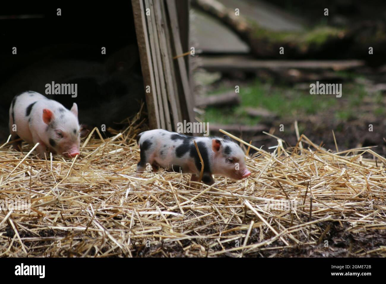Domestic pigs, piglets Stock Photo - Alamy