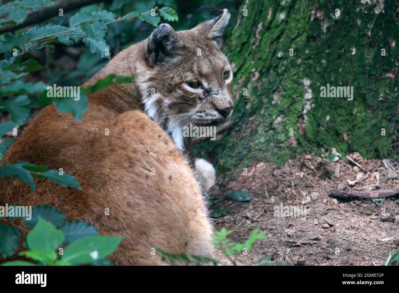 Lynx on a tree in close-up Stock Photo - Alamy