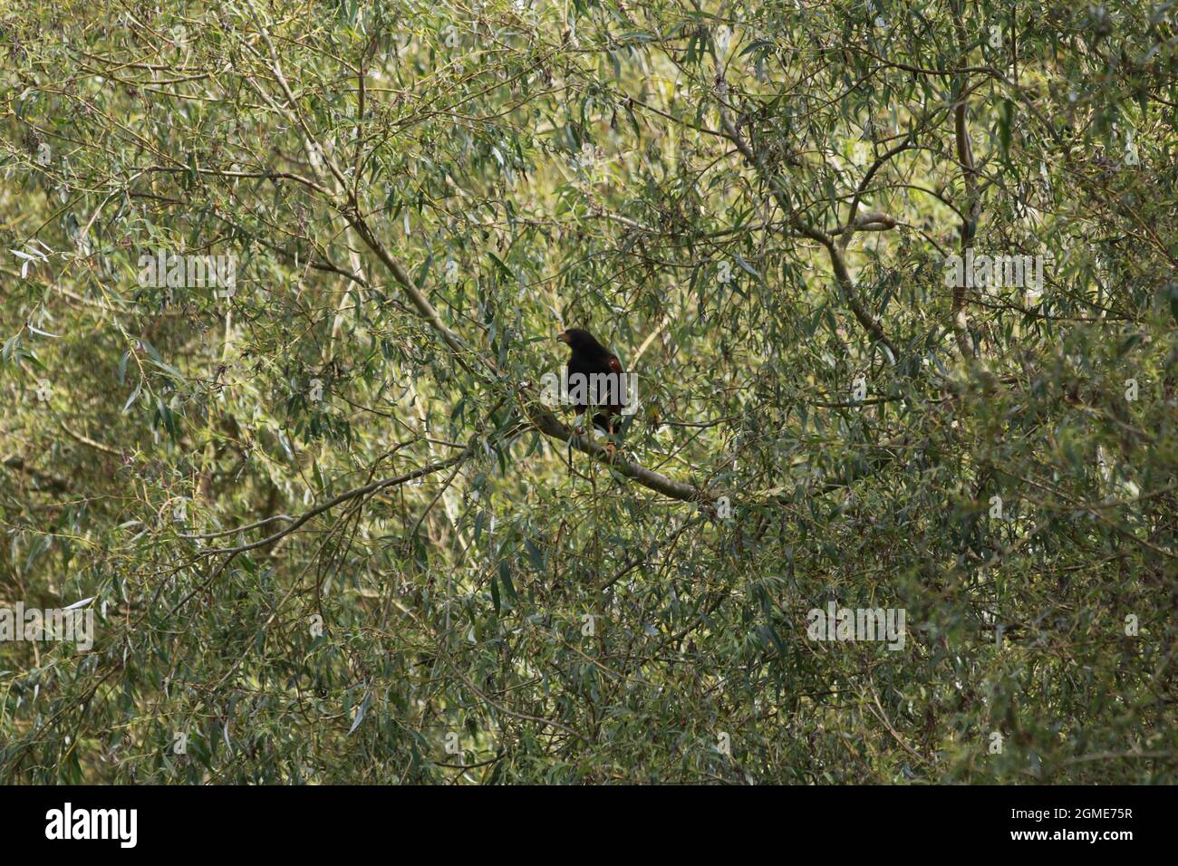 Harris Hawk in a tree Stock Photo - Alamy