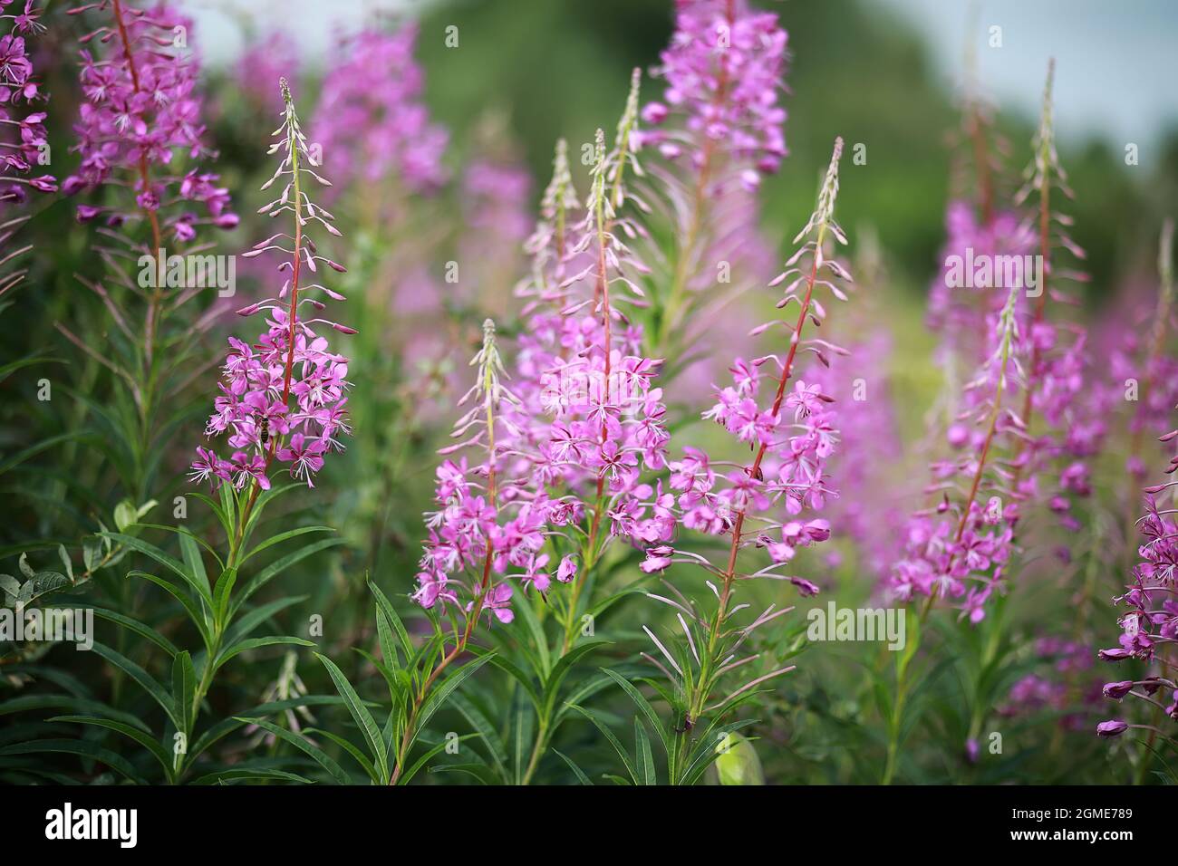 Wild flower. Little flowers on a green meadow spring Stock Photo - Alamy