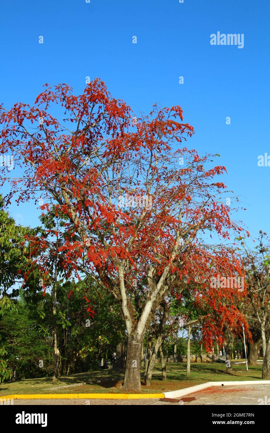 Flame tree, Cuba Stock Photo - Alamy
