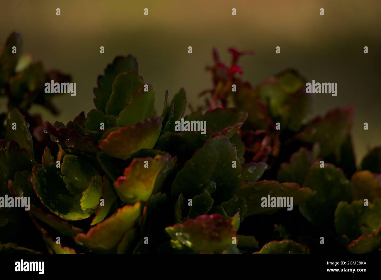 Water drop in bloom hi-res stock photography and images - Alamy
