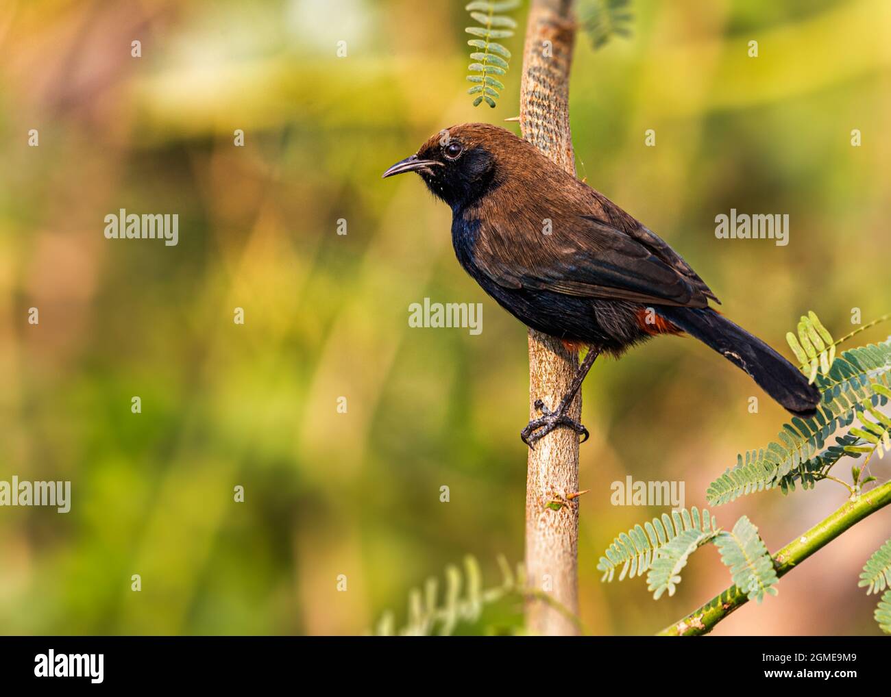 Indian robin in natural environment hi-res stock photography and images ...
