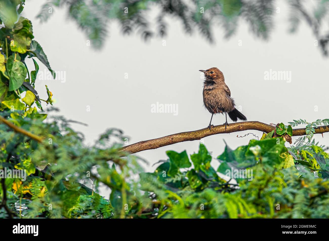 Brown Rock Chat perching on a tree after a rain in its natural habitat ...