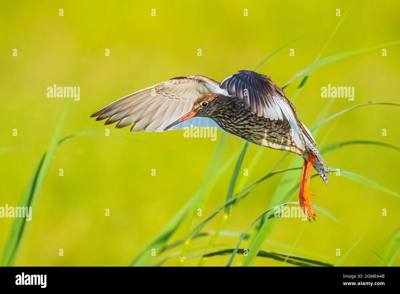Beautiful common redshank tringa totanus bird flying. These Eurasian ...