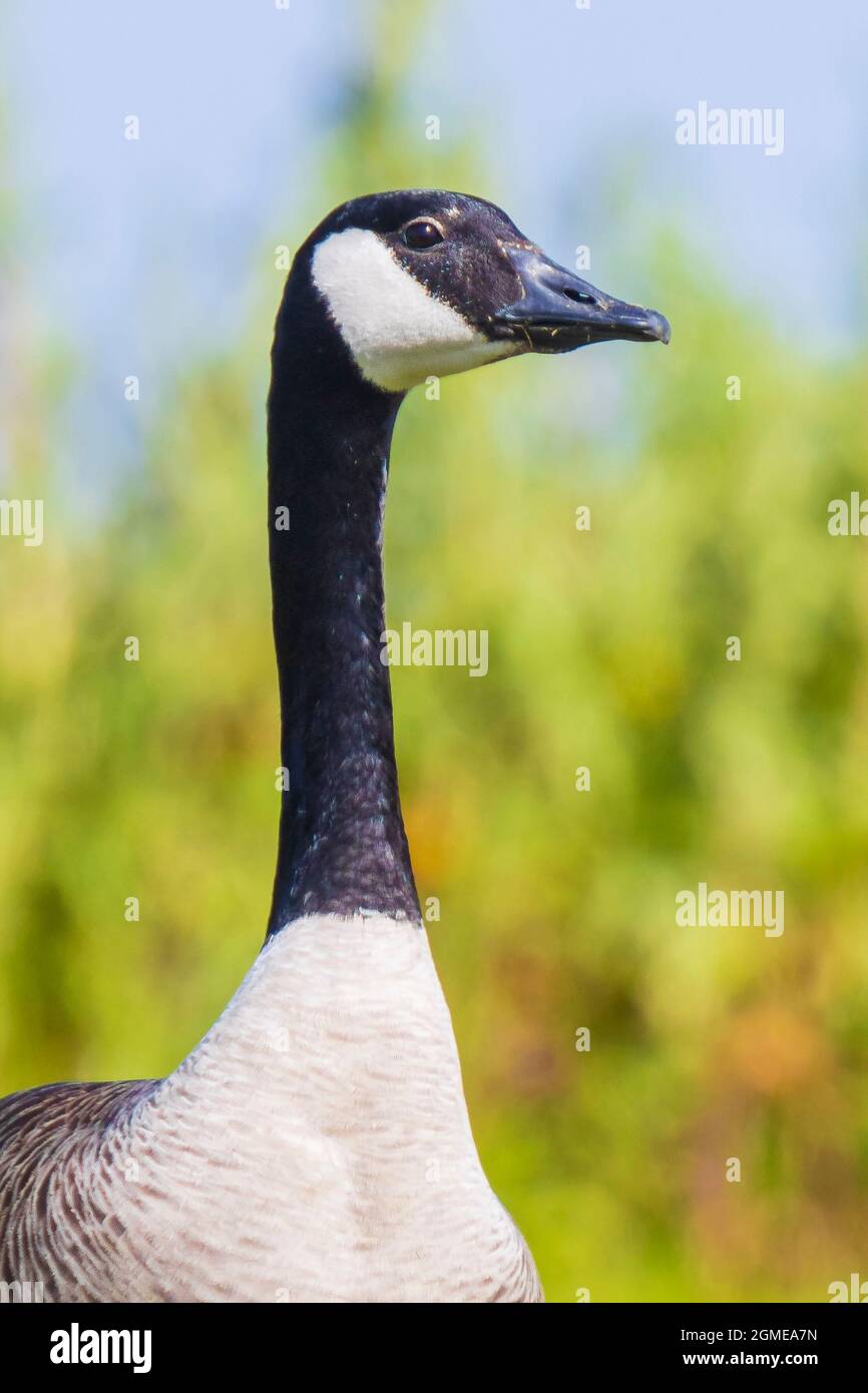 Close-up of a Canada goose Branta canadensis, foraging in a green ...