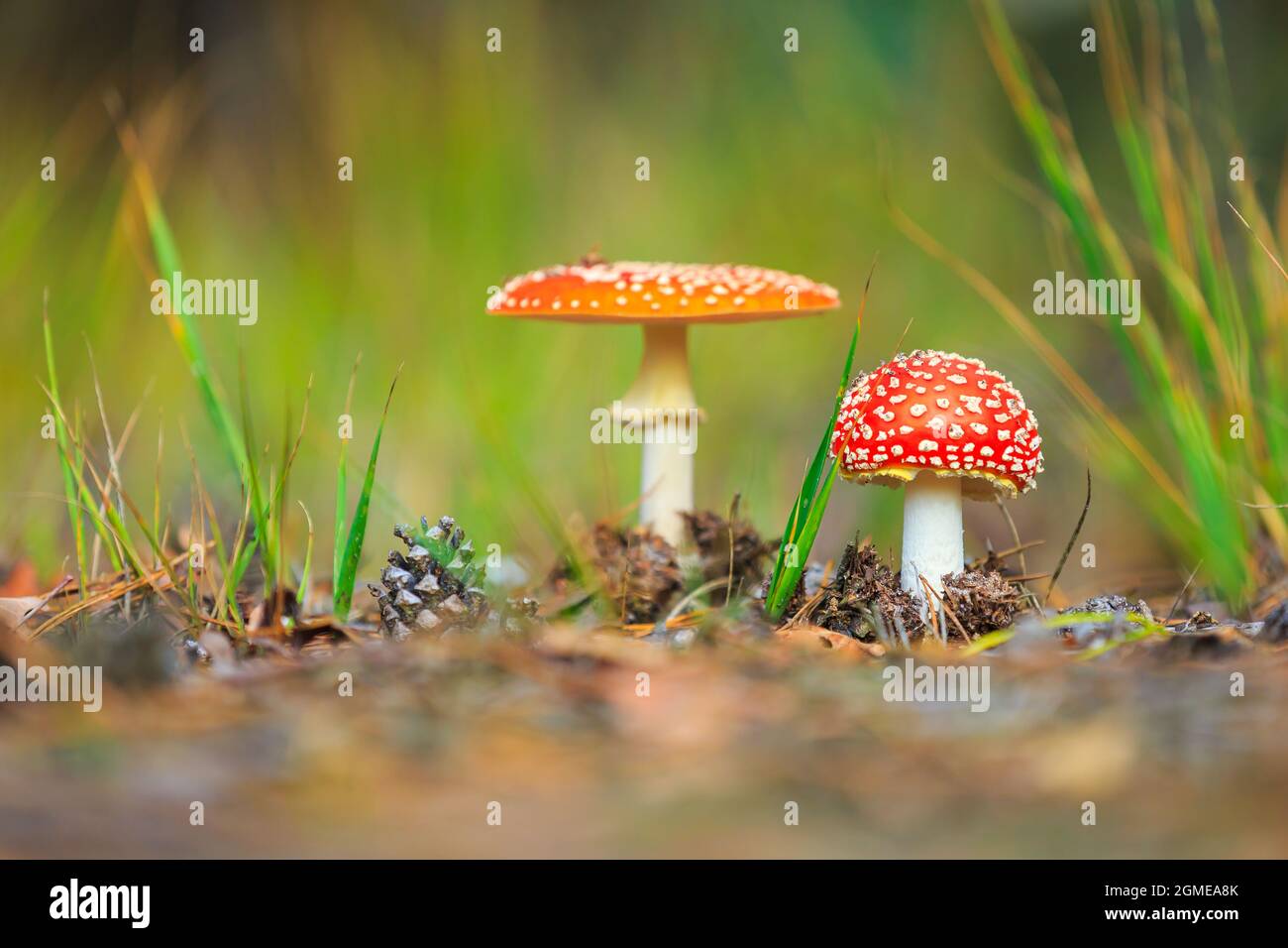 Dreamlike amanita muscaria, fly agaric or fly amanita basidiomycota ...