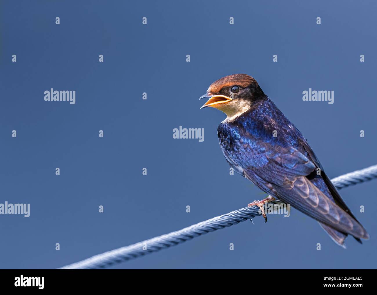 Wire Tail Swallow juvenile against Blue Background Stock Photo - Alamy