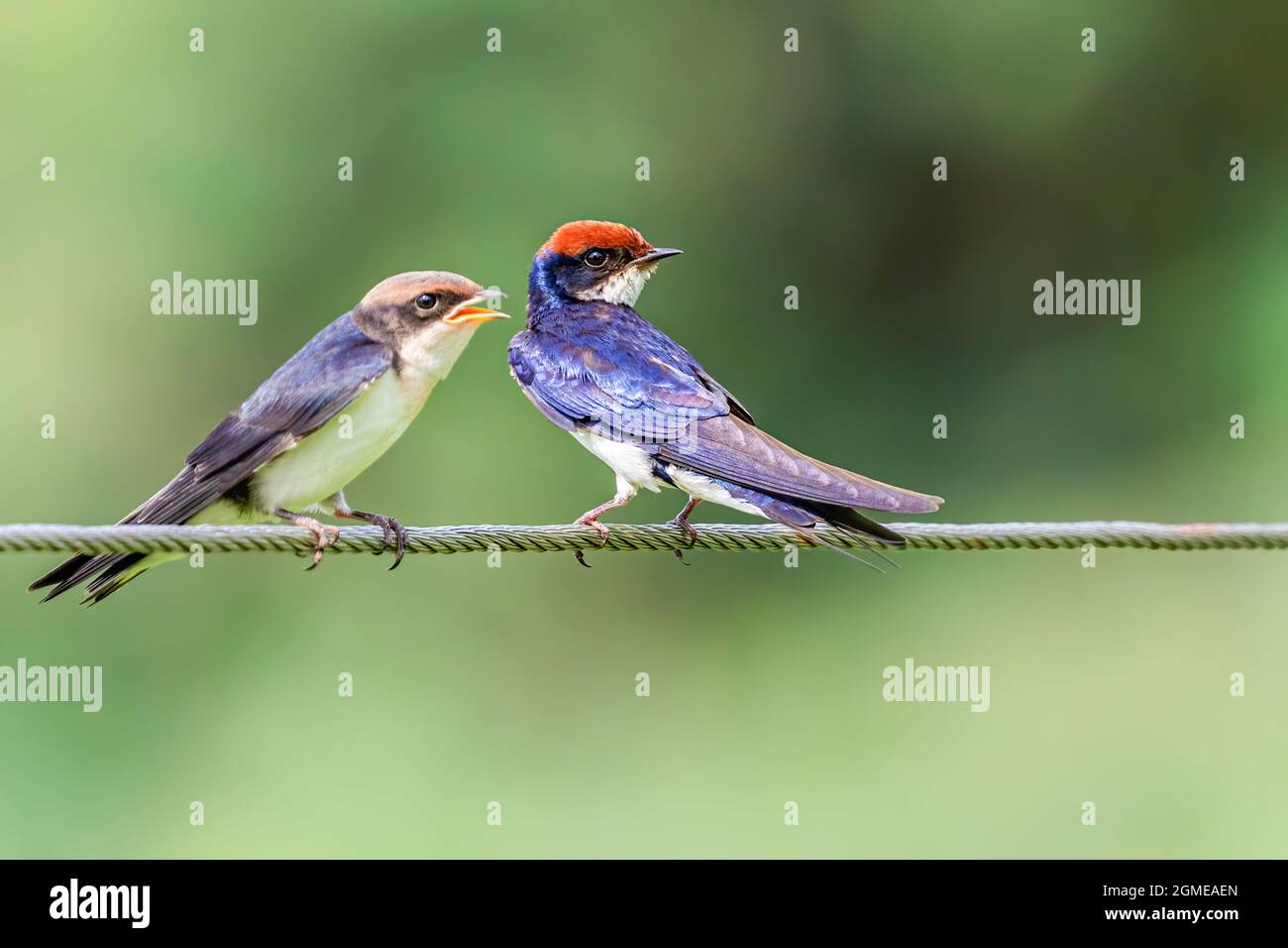 Wire Tail Swallow with its juvenile on a wire Stock Photo - Alamy