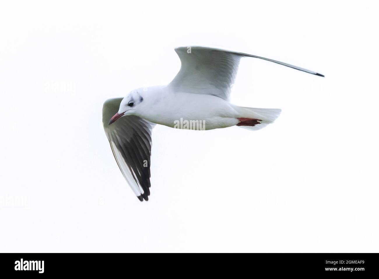 The common gull, mew gull or sea mew, Larus canus in flight Stock Photo ...